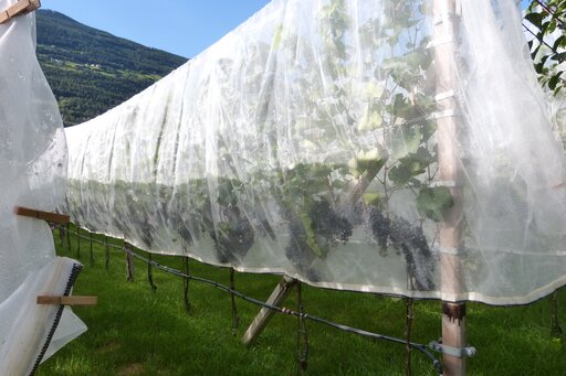 Agroflor : Wein- und Rebschutznetze
